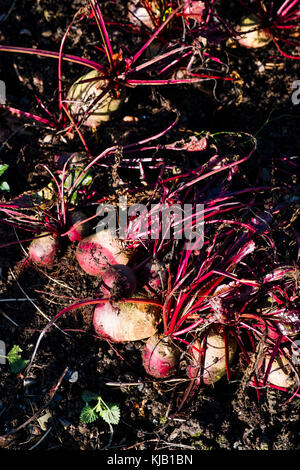 Organically grown beetroots just harvested in allotment garden ...