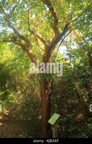 Tropical Gumbo-limbo tree with red peeling bark in Mexico Stock Photo ...