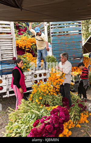Mexican farmers unload marigolds and cockscomb flowers fresh from the ...