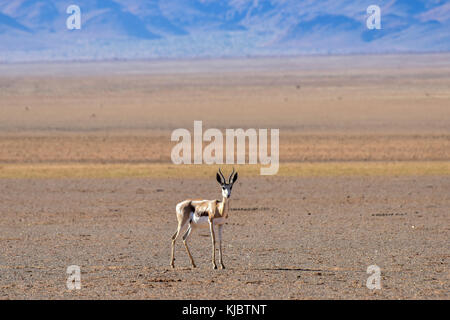 Gazelle along the desert landscape in the NamibRand Nature Reserve in ...