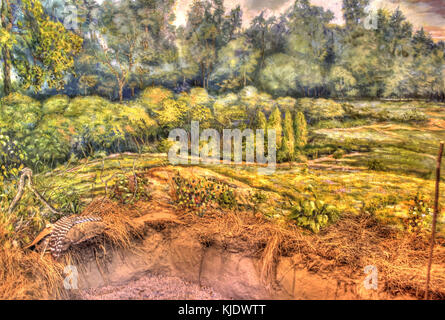 Gfp wisconsin copper culture state park Stock Photo - Alamy