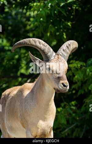 Mountain goat or East caucasian tur, female, latin name Carpa ...
