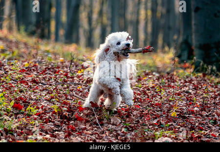 White French puddles in red forest Stock Photo - Alamy