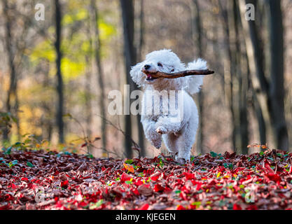 White French puddles in red forest Stock Photo - Alamy