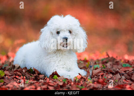 White French puddles in red forest Stock Photo - Alamy