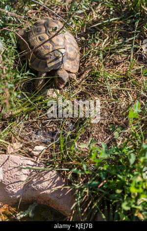 tortue d hermann Hermann s Tortoise Maures Testudo hermani Mountain ...