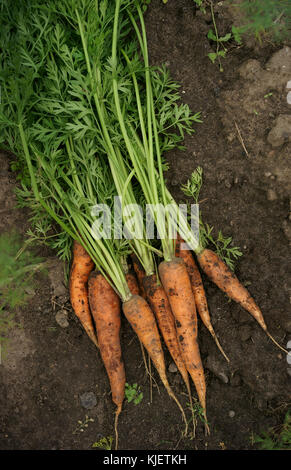 Carrots growing high above the ground in a container built into a ...