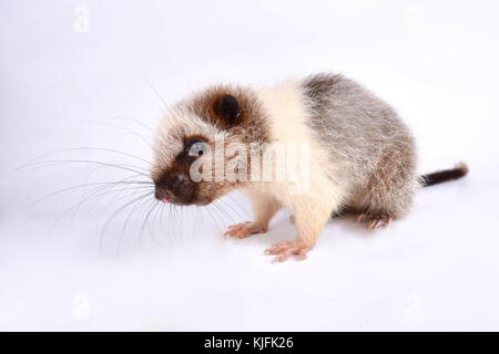 Northern Luzon Giant Cloud Rat (Phloeomys pallidus) juvenile, feeding ...