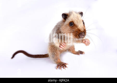 Northern Luzon Giant Cloud Rat (Phloeomys pallidus) juvenile, feeding ...
