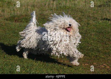 Hungarian Puli dog running on grass with corded coat flying Stock Photo ...