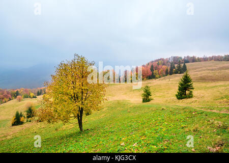 Fog above the meadow at cold autumn morning Stock Photo - Alamy
