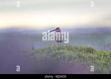 Curlew Numenius Arquata sitting on a tussock in heather moorland in ...