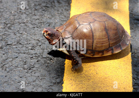 Box Turtle Crossing the Road Stock Photo - Alamy