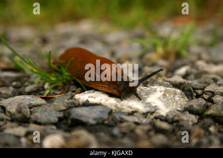 Large slug crawling in Virginia Stock Photo - Alamy