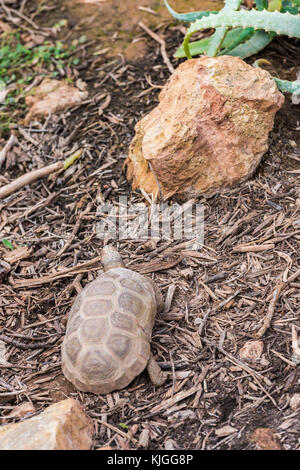France Var village des tortues tortoise village Gonfaron animal park ...