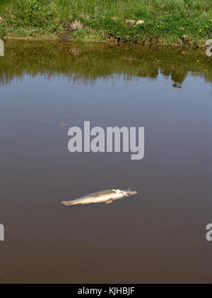 Big dead rotten fish floating in water close up Stock Photo - Alamy