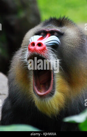 Mandrill (Mandrillus sphinx) Primate close-up, looking down with sad ...