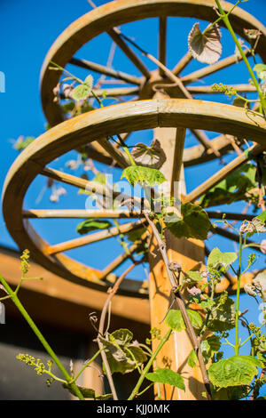 New growing branch of green home plant. Zamioculcas close up Stock ...