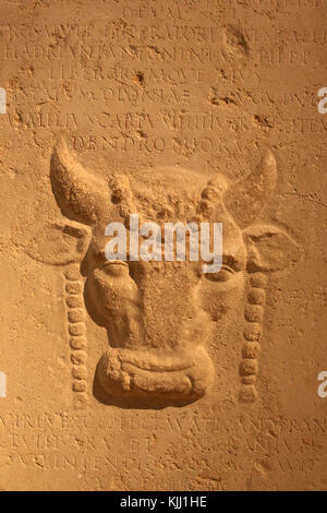 Roman Sacrifice Bull Stock Photo: 8246679 - Alamy