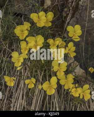 Yellow form of Long-spurred Pansy, Viola calcarata ssp cavillieri ...