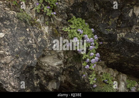 large clump of spring primrose (Primula vulgaris) flowers growing on a ...