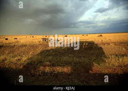 Shadow of off-road vehicle on field Stock Photo - Alamy