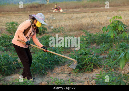Vietnamese woman digging soil with the hoe in the vegetable field. Hoi ...