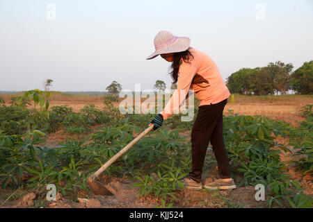 Vietnamese woman digging soil with the hoe in the vegetable field. Hoi ...