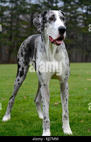 Happy Great Dane smiling with spotted coat on a white background Stock ...