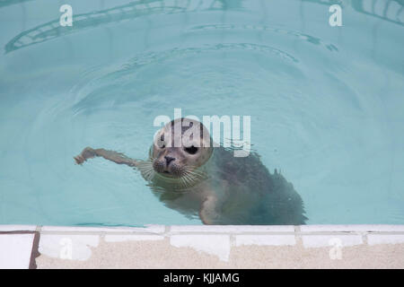 The Seal Rehabilitation and Research Centre (Zeehondencentrum ...