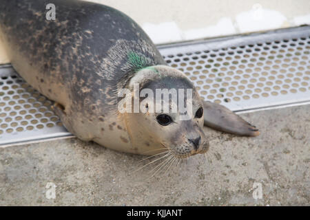 The Seal Rehabilitation and Research Centre (Zeehondencentrum ...