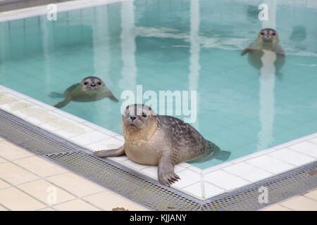The Seal Rehabilitation and Research Centre (Zeehondencentrum ...