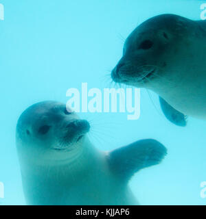 The Seal Rehabilitation and Research Centre (Zeehondencentrum ...