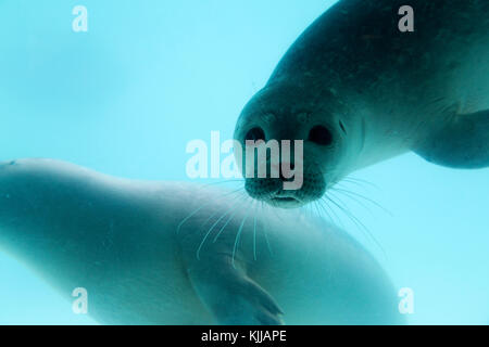 The Seal Rehabilitation and Research Centre (Zeehondencentrum ...