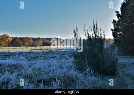 Autumn bright frosty morning in the woods with the trees turning gold ...