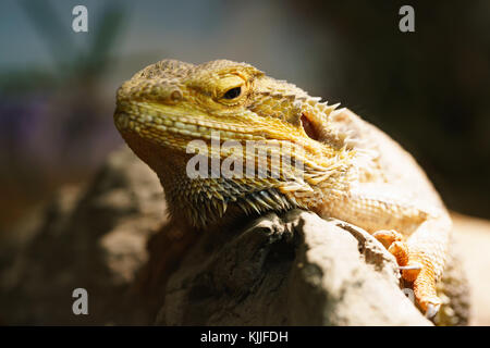 animals, frogs, lizard, australia Stock Photo - Alamy