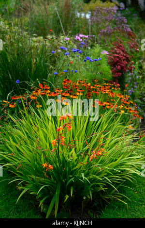 crocosmia, helenium, orange, flower, flowers, flowering, mix, mixed ...
