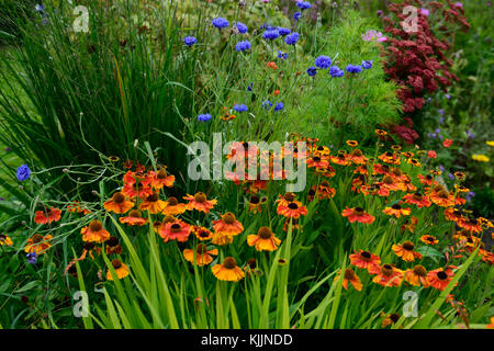 helenium,coneflower, orange, blue, flower, flowers, flowering, mix ...