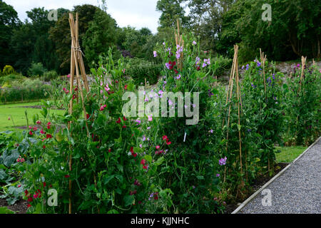 Sweet peas growing up bamboo canes in an English garden in the ...