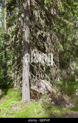 In a Finnish forest, beard moss grows on a tree Stock Photo - Alamy
