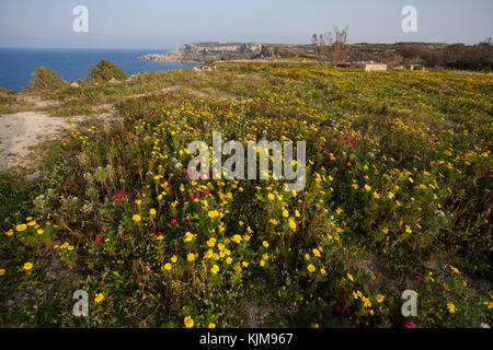 Wildflower in Spring Gozo, Malta Stock Photo - Alamy