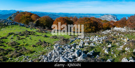 Beech forest in autumn at Cerredo Mountain, Cantabrian Sea, MONTAÑA ...