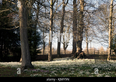 A drift of Snowdrops Stock Photo - Alamy
