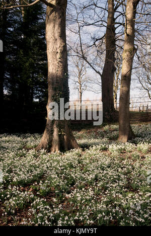 DRIFT OF SNOWDROPS GALANTHUS S ARNOTT AT COLESBOURNE PARK Stock Photo ...