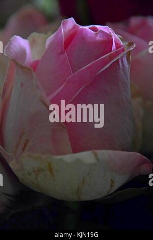 Abstract Impressions 1 Stock Photo - Alamy