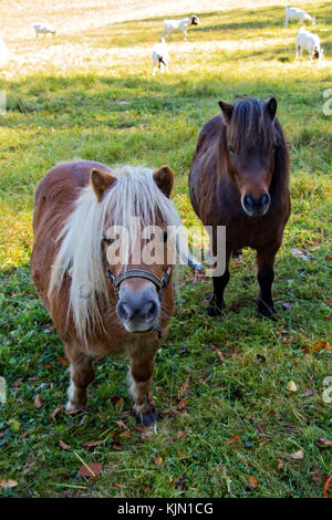 horse staring at the camera, in a meadow Stock Photo - Alamy