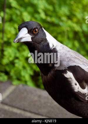 A very friendly Magpie that like having his photo taken Stock Photo - Alamy