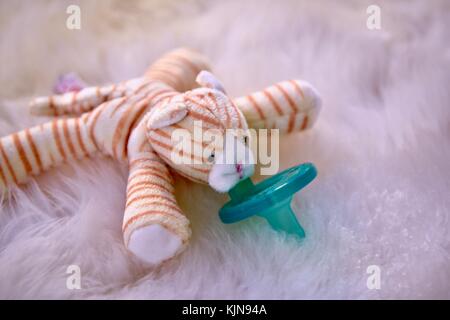 Newborn kitten pacifier or binky Stock Photo - Alamy