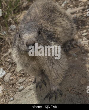 Alpine Marmot Marmota Marmota Switzerland Alps Mountains Stock Photo ...