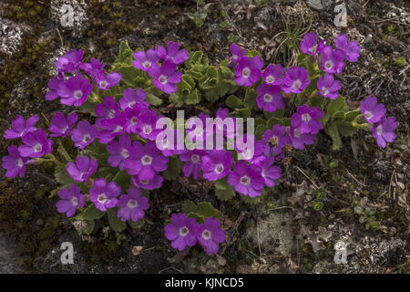 Stinking Primrose, Primula hirsuta in flower at high altitude, Swiss ...